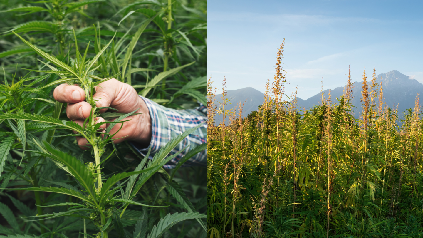 Industry Hemp: A Key Crop to Advance Circular Systems?